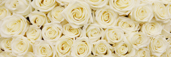 Weiße Rosen kaufen | Blumenshop.de